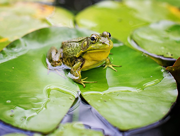 Our renewable energy story | Bullfrog Power