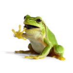 Sustainable green energy - renewable energy | Bullfrog Power